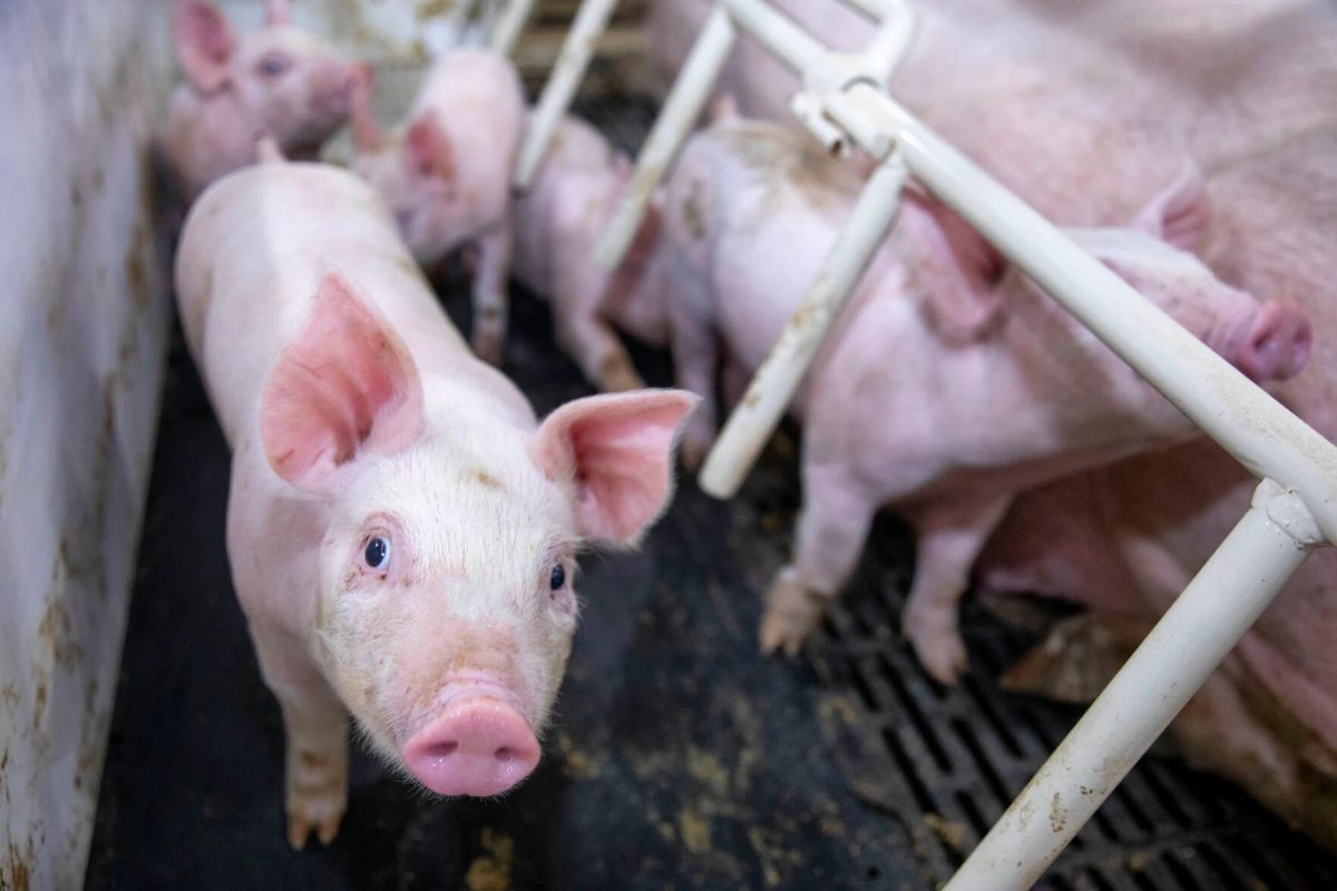 Plentiful pig inventory to start new year; pork supply ample – The Troy ...